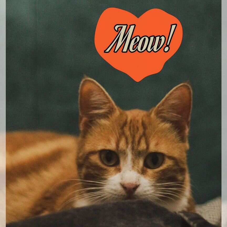 Взрослая, Девочка кошка в добрые руки