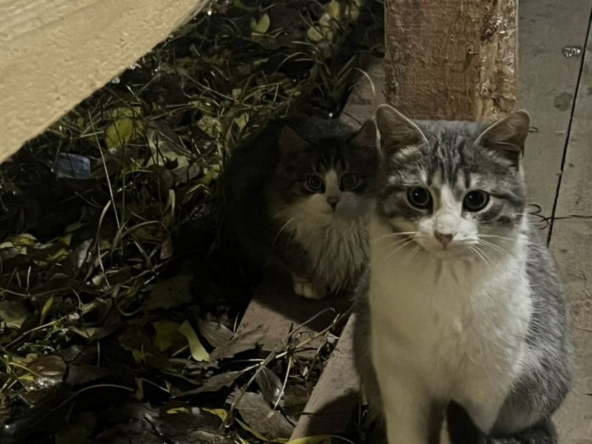 Котята в добрые руки даром