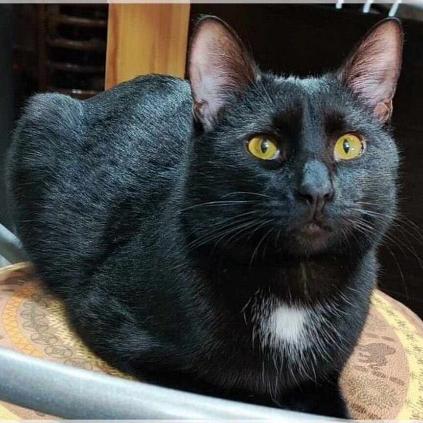 Кот