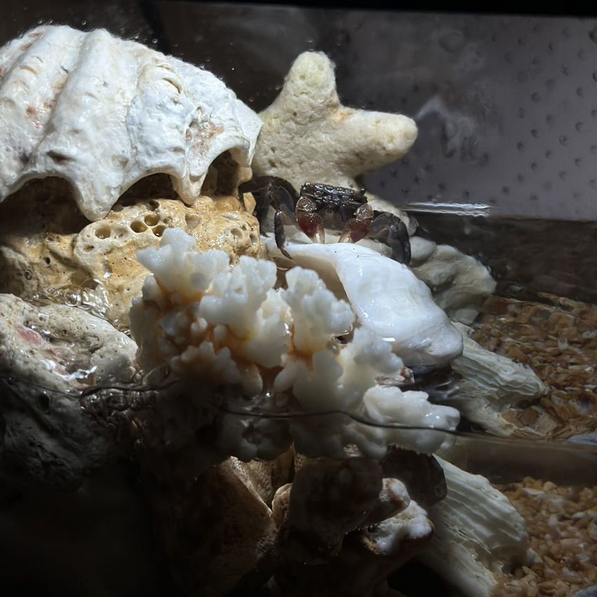 Аквариумы с рыбами и крабами