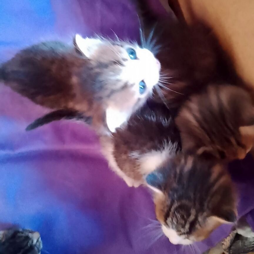 Кошечка и котята