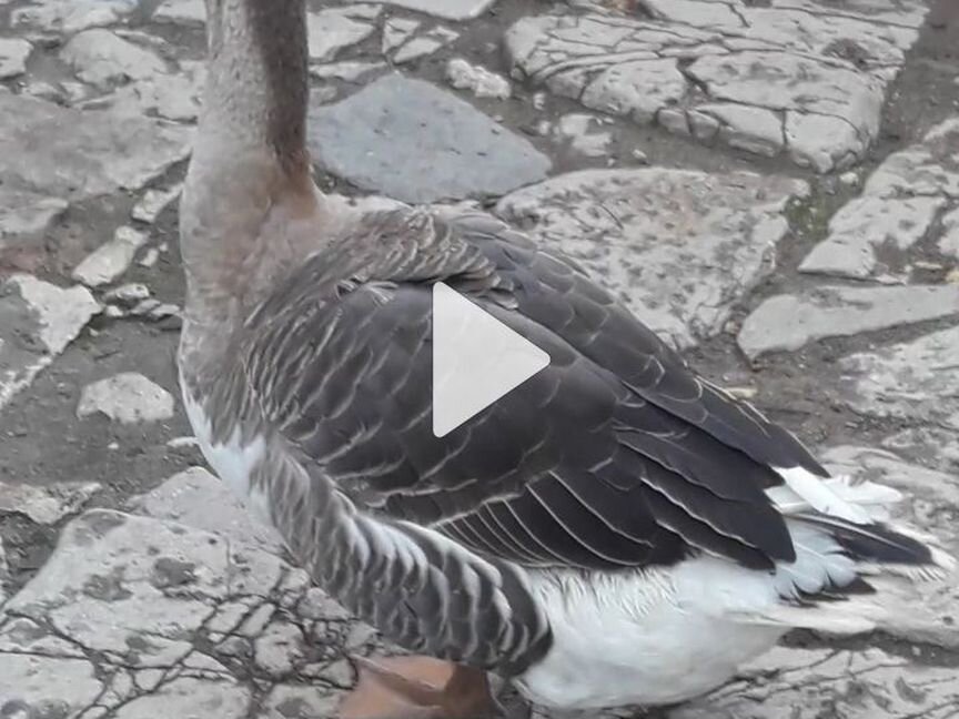 Гусь. Бронь