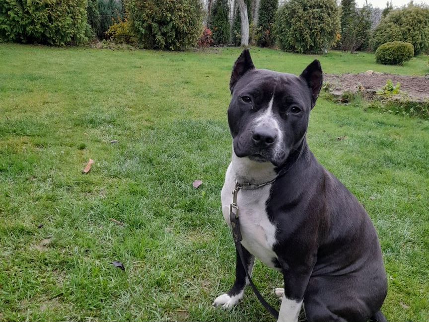 Стаффордширский терьер в добрые руки