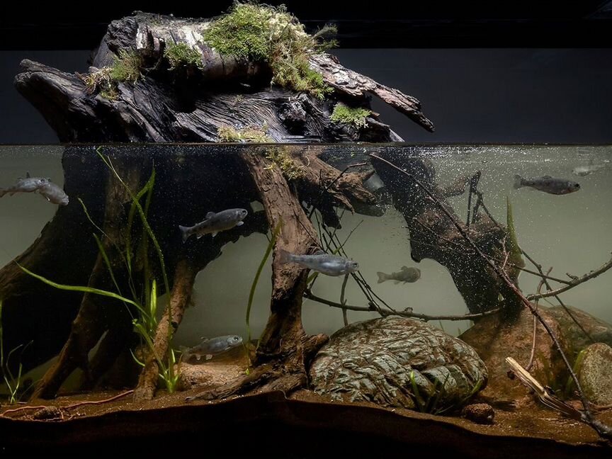 Запуск/обустройство аквариумов