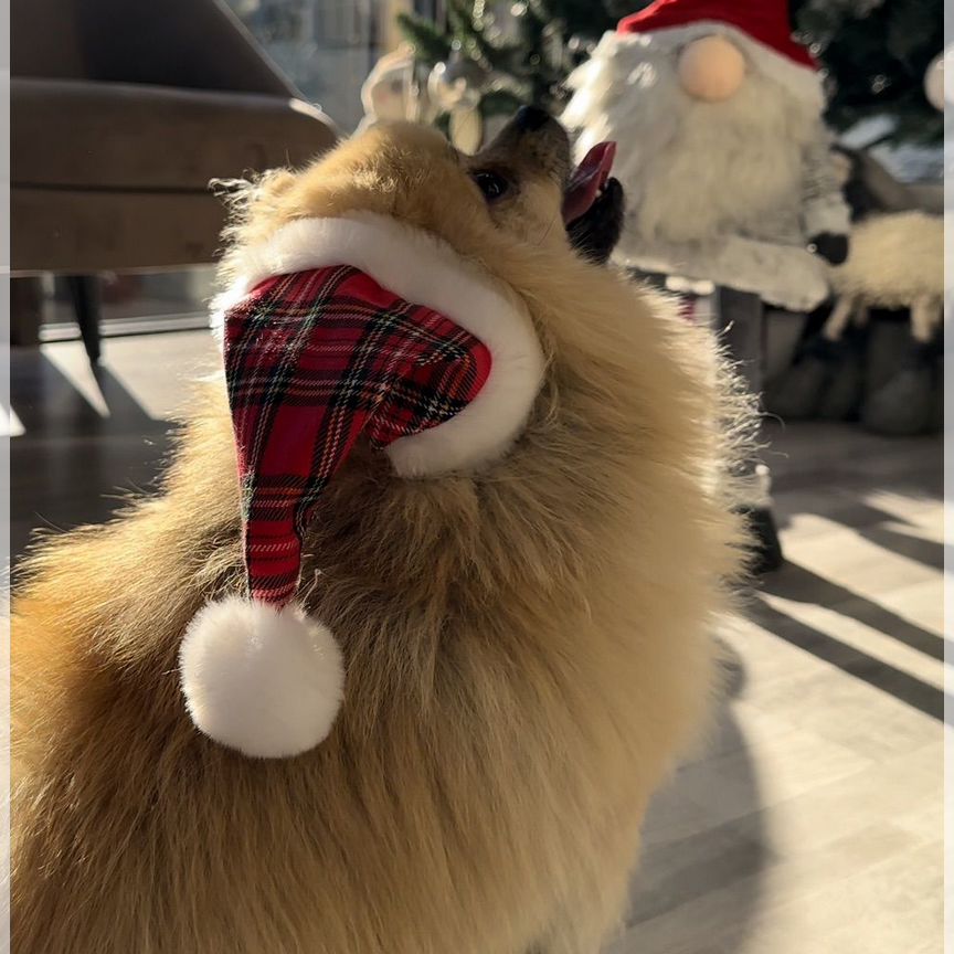 Шпиц мальчик ищет невесту