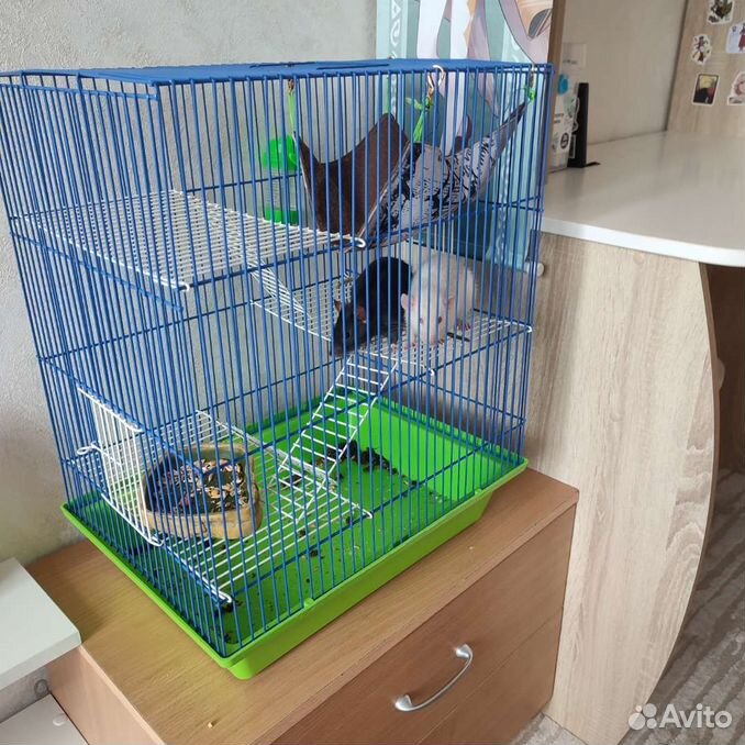 Декоративные крыски