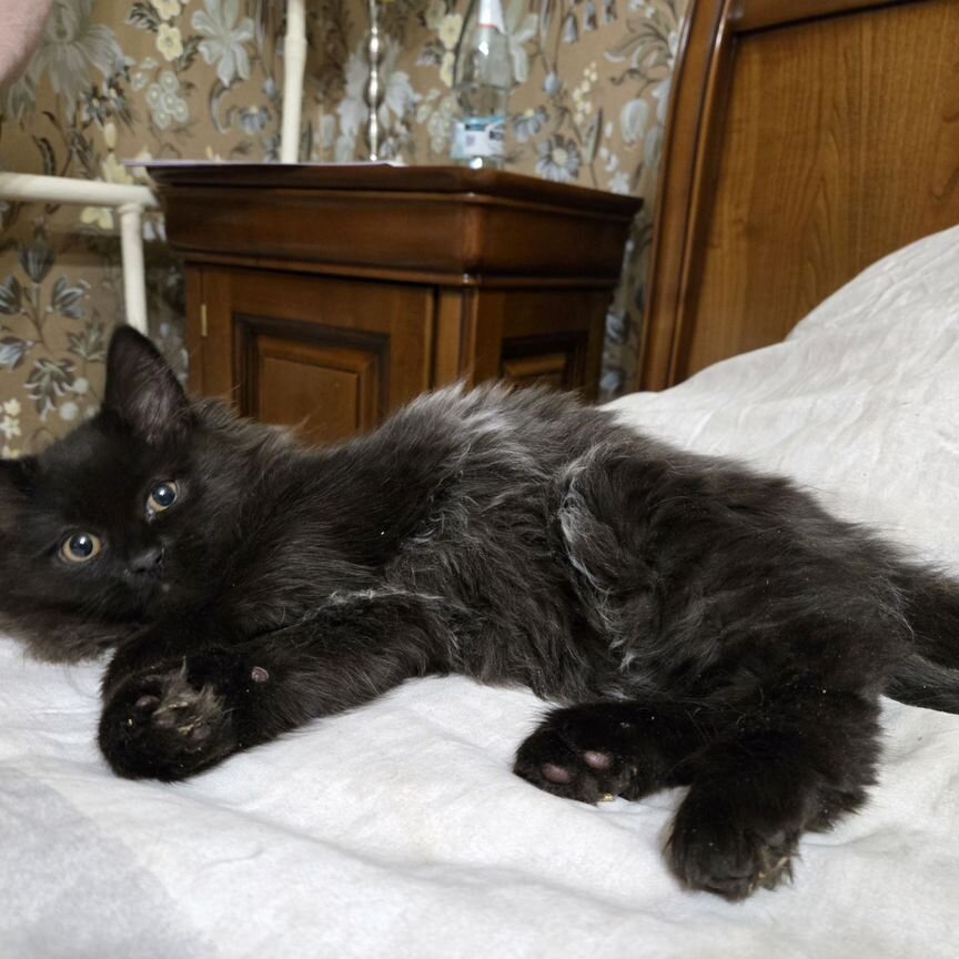 Котёнок Компот