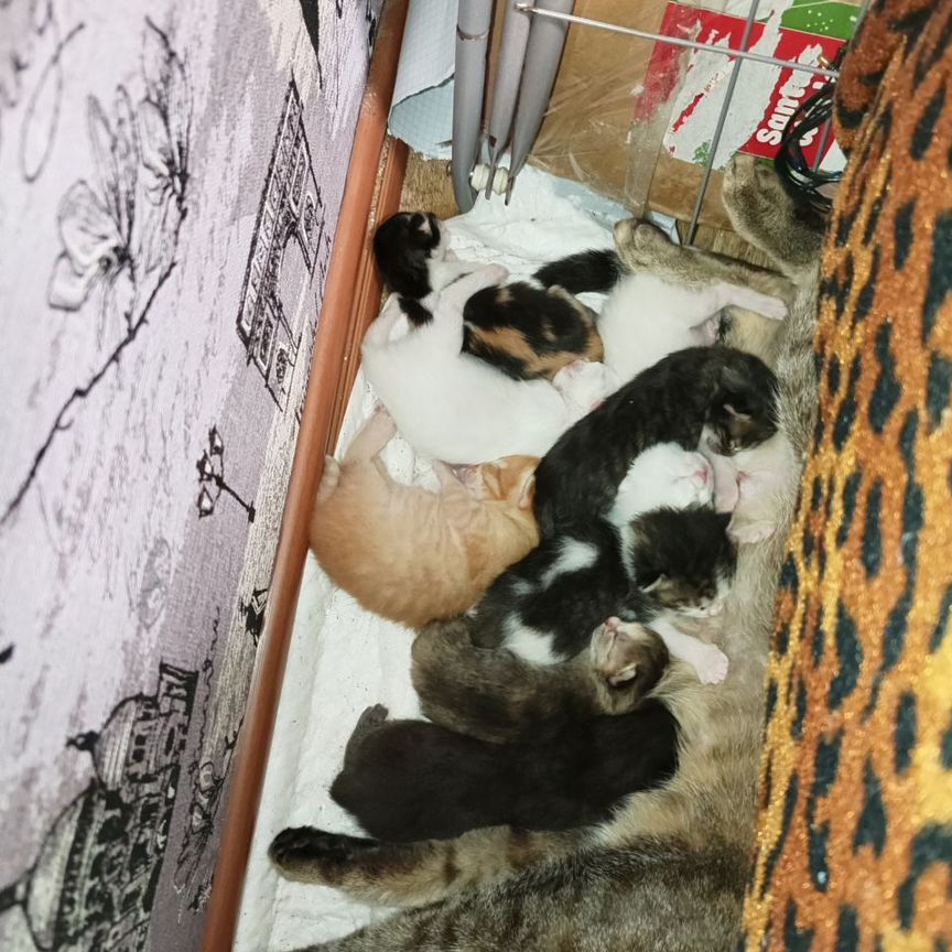 Котята в любящие руки