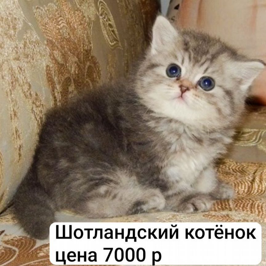Котёнок в добрые руки
