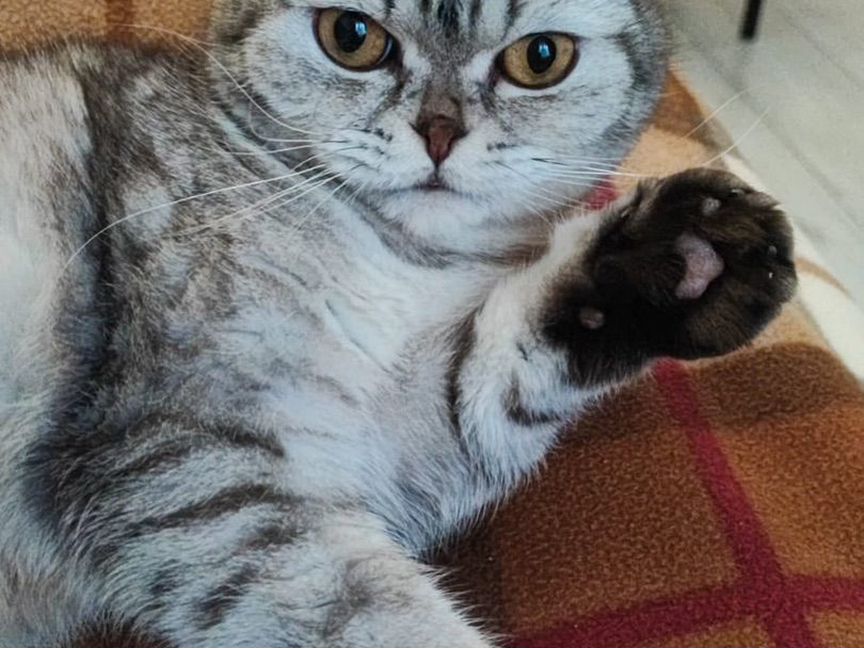 Шотландская вислоухая кошечка
