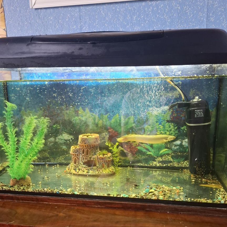 Аквариум с рыбкой, полный комплект