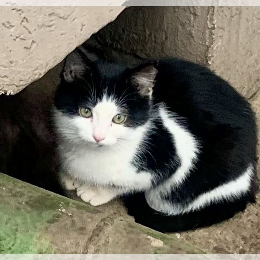 Котята в добрые руки бесплатно