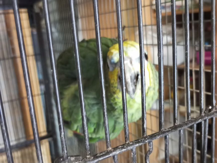 Амазон мальчик с клеткой