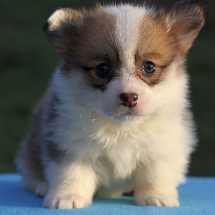 Вельш Корги Пемброк, щенок