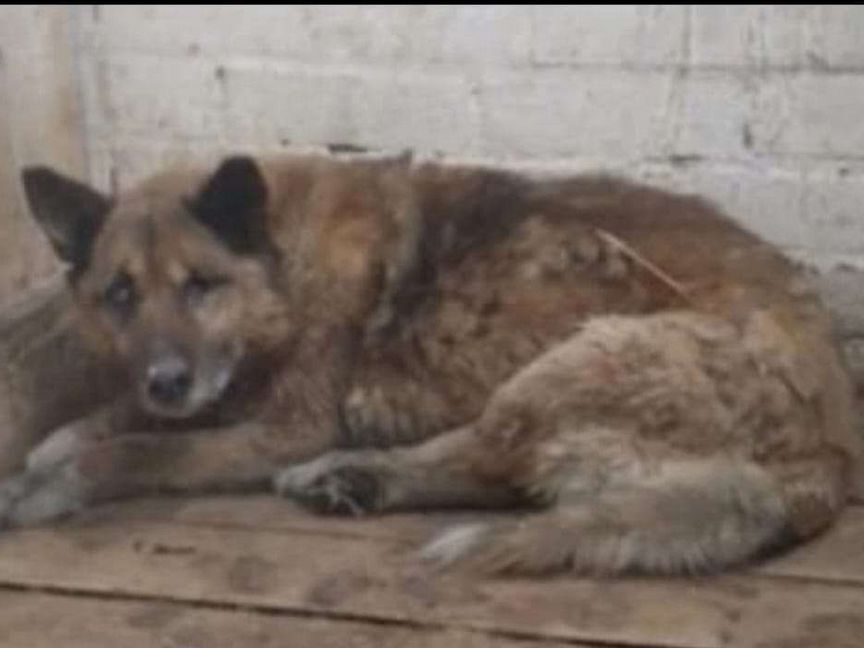 Пёс не думал что выйдет живой