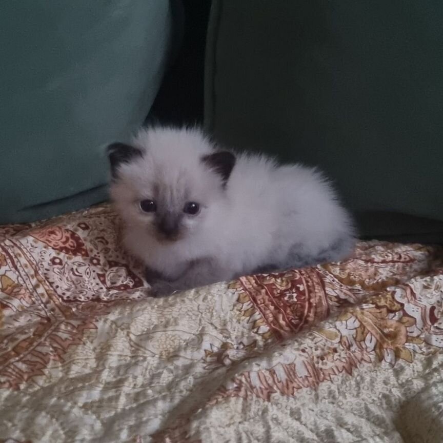 Котята в добрые руки бесплатно