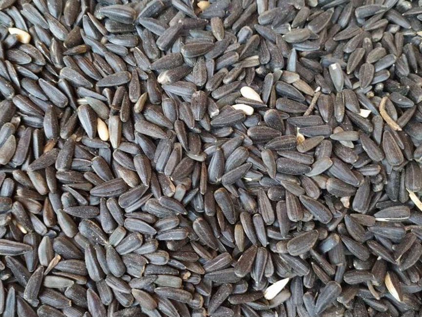 Семечки подсолнечника в мешках