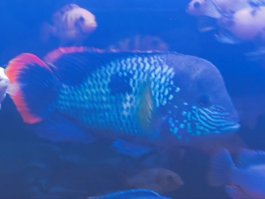 Рыба аквариумная