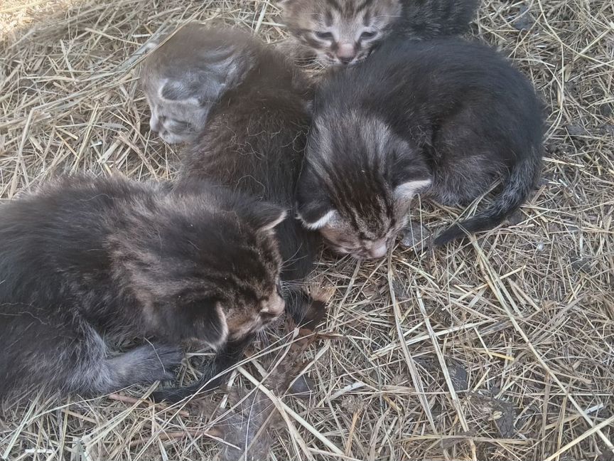 Котята в добрые руки бесплатно