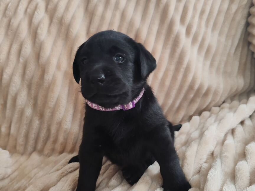 Щенки лабрадора