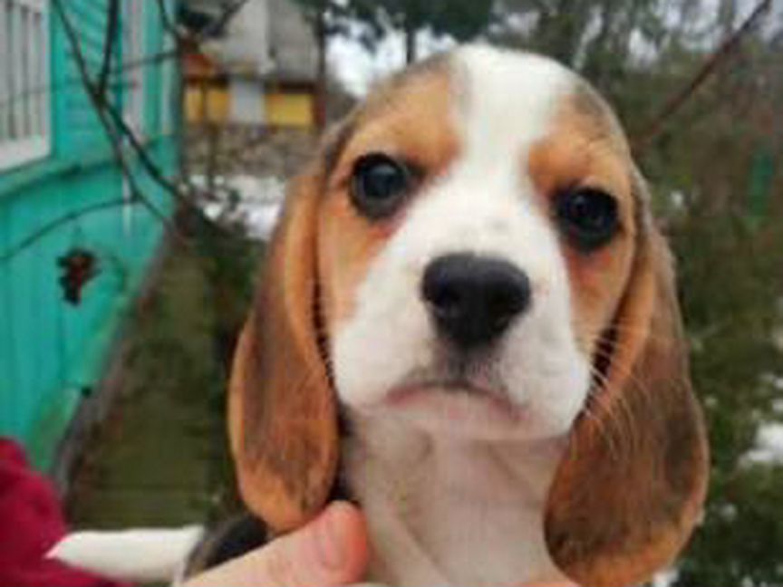 Собаки щенки бигль