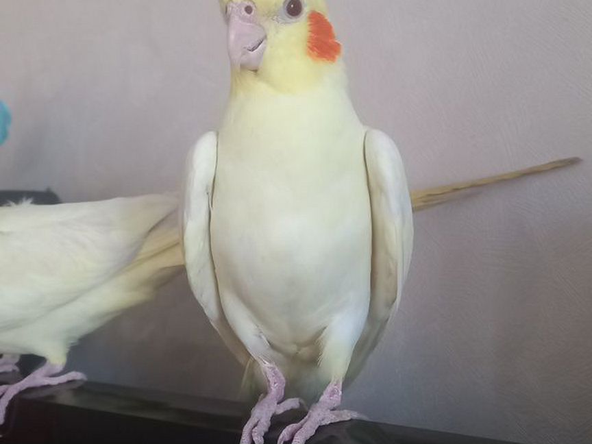 Попугай корелла самка