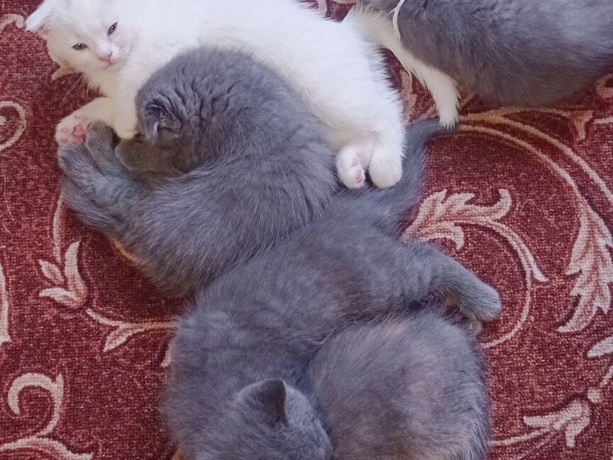 Шотландские вислоухие котята