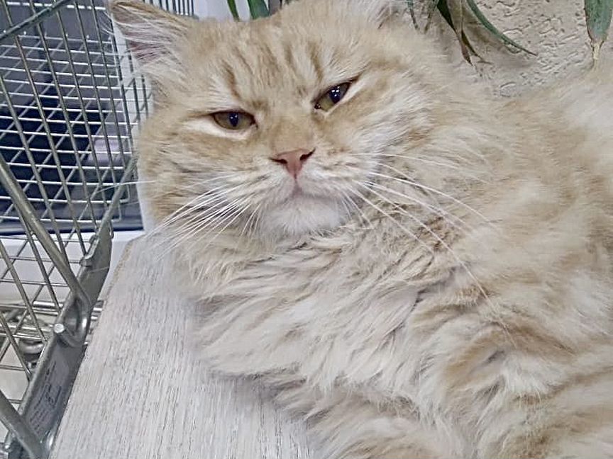 Огромный толстый кот в дар