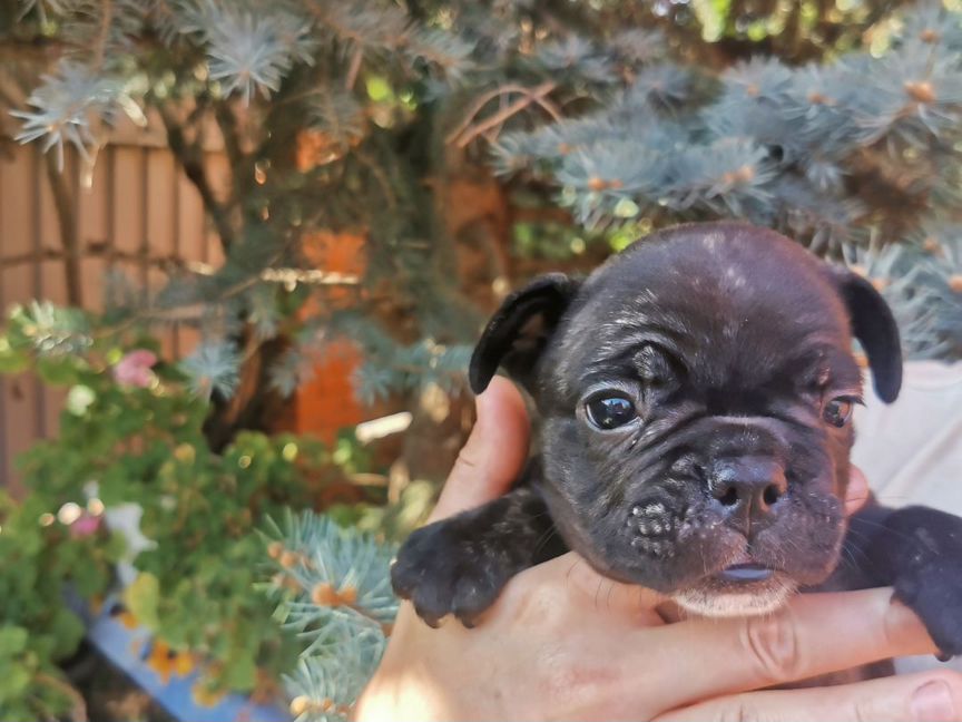 Французский будочки