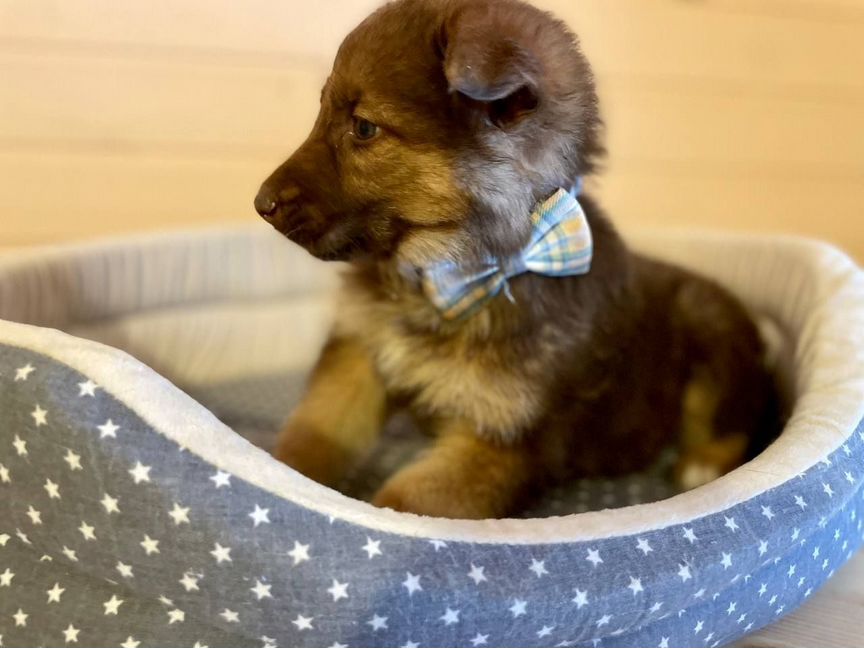 Шоколадочка в добрые руки