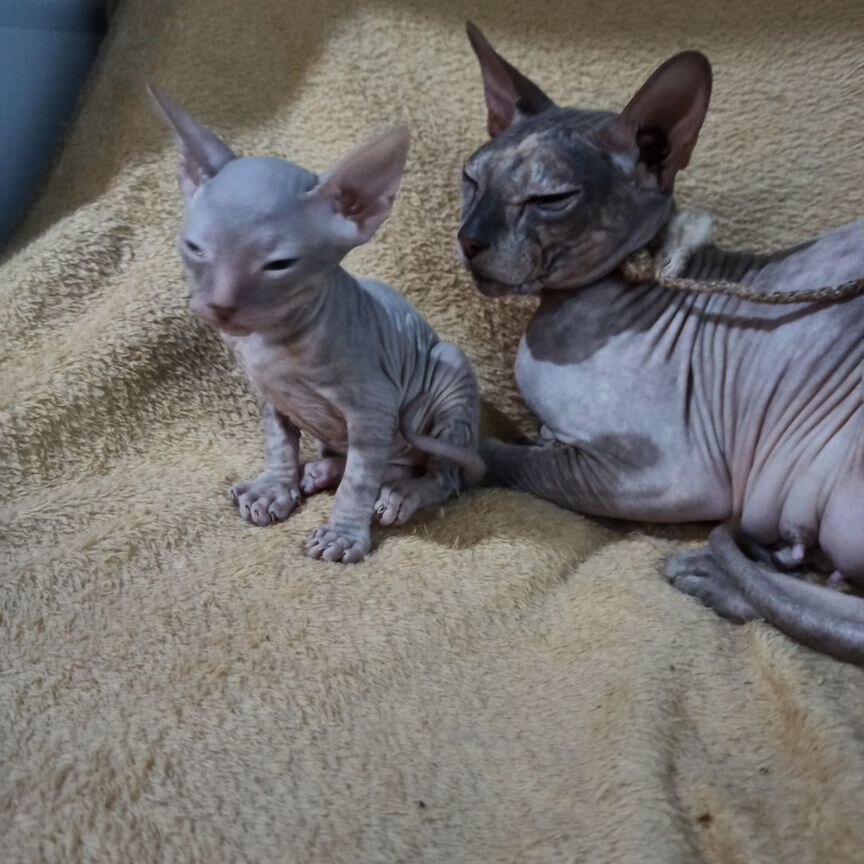 Канадский сфинкс котенок