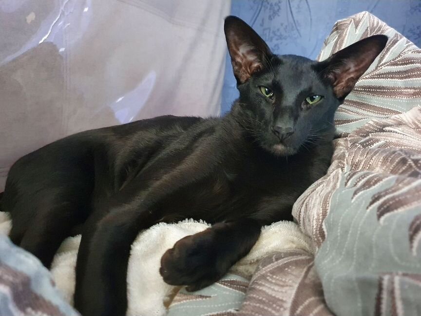 Кот