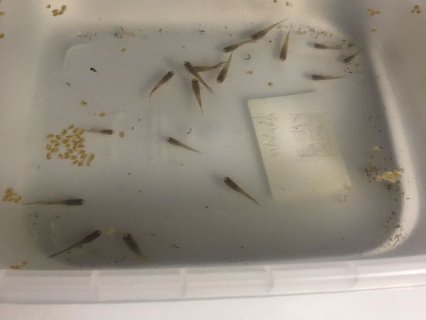 Продаю рыбок гуппи