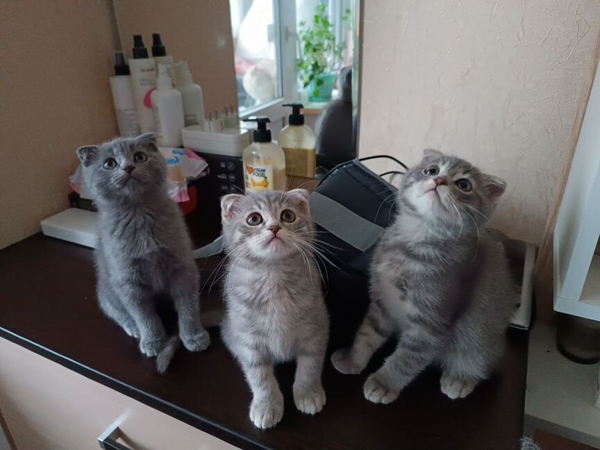 Шотландские Вислоухие котята