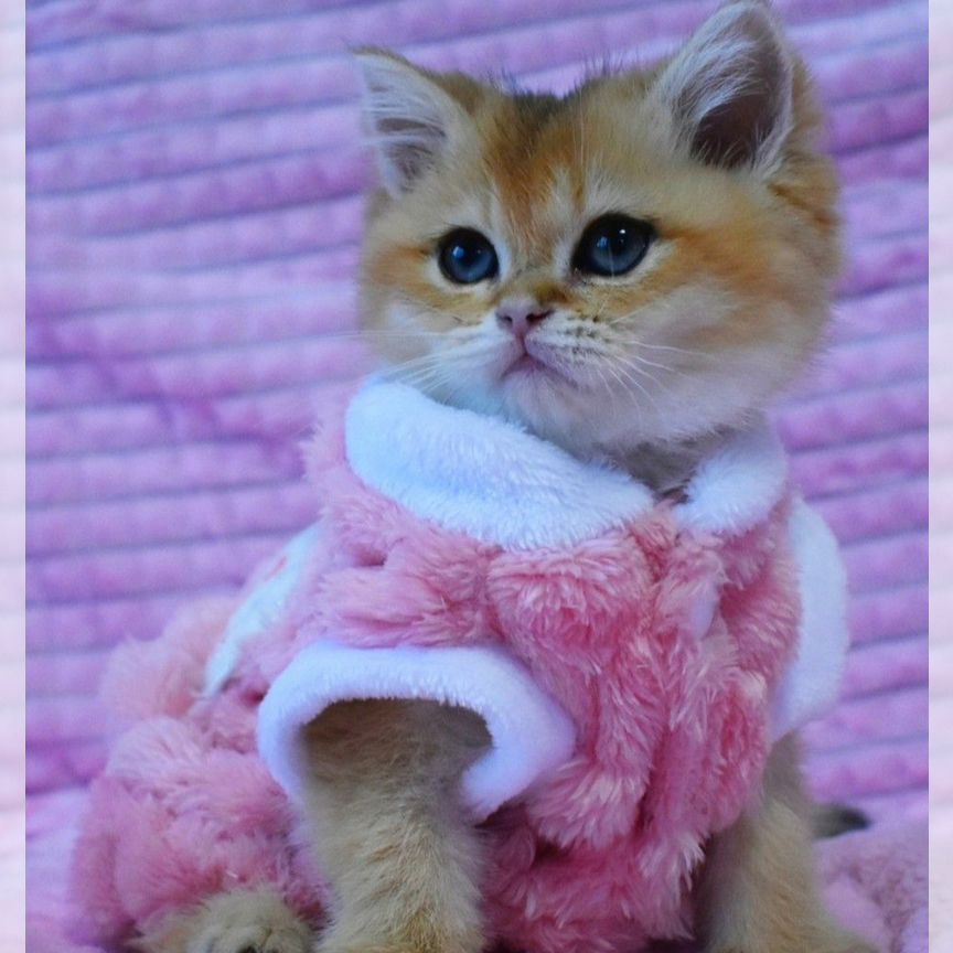 Британский короткошёрстный котёнок