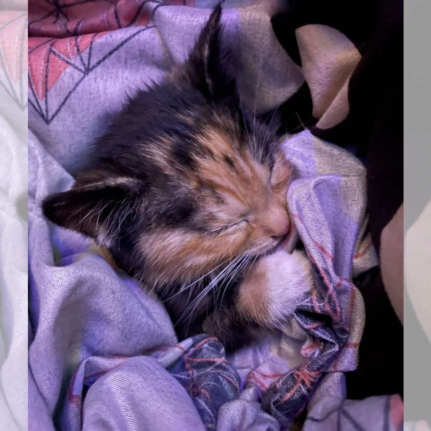 Котенок 1,5месяца