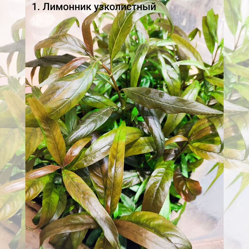 Аквариумное растение