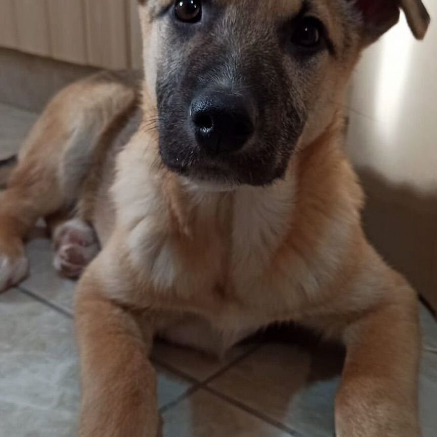 В добрые руки щенок от мамы овчарки