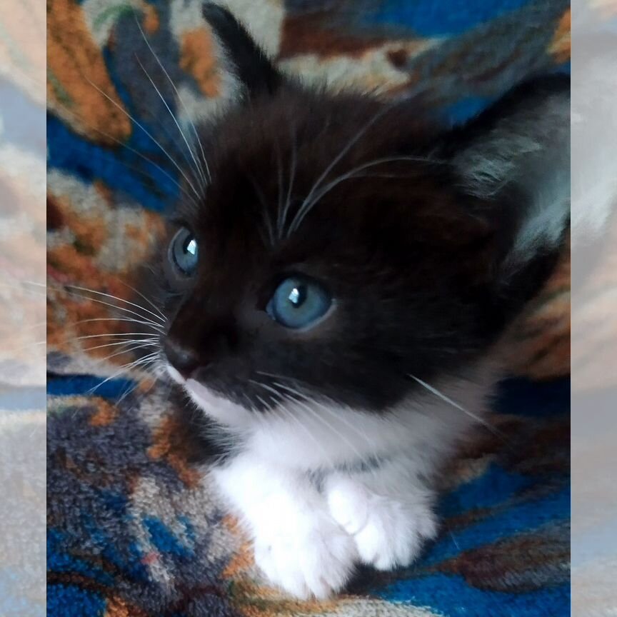 Котята от тайской кошки