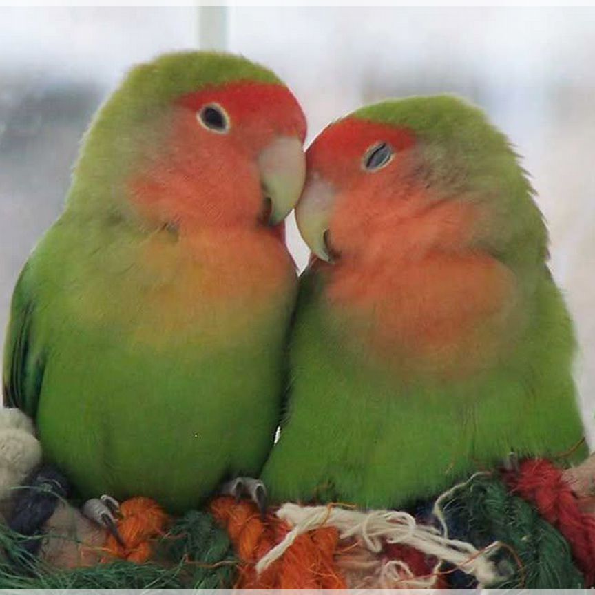 Попугай неразлучник