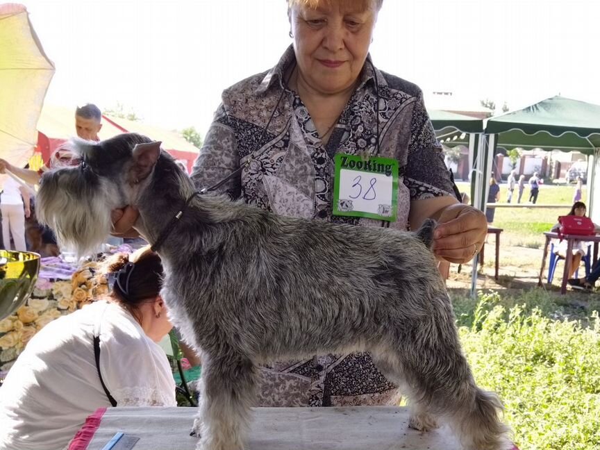 Мальчик щен цвергшнауцер