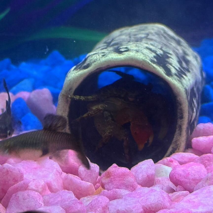 Мангровый аквариумный краб