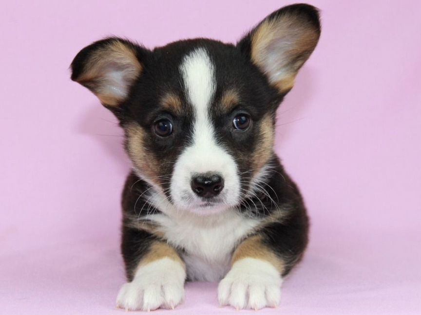 Вельш-корги кардиган, триколорные малыши