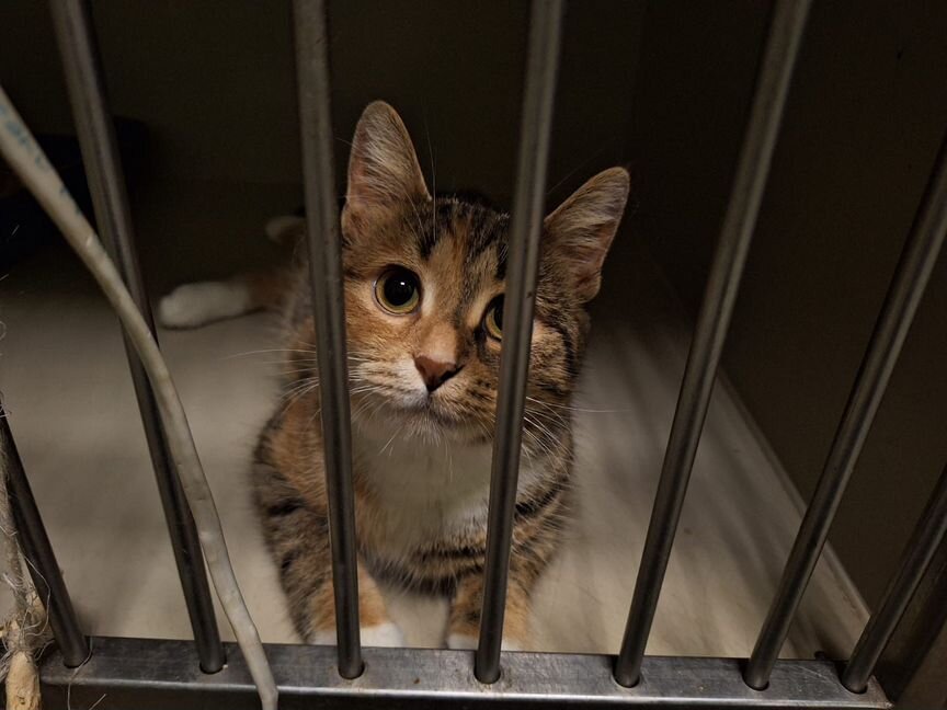 Кошечка Лиза после аварии