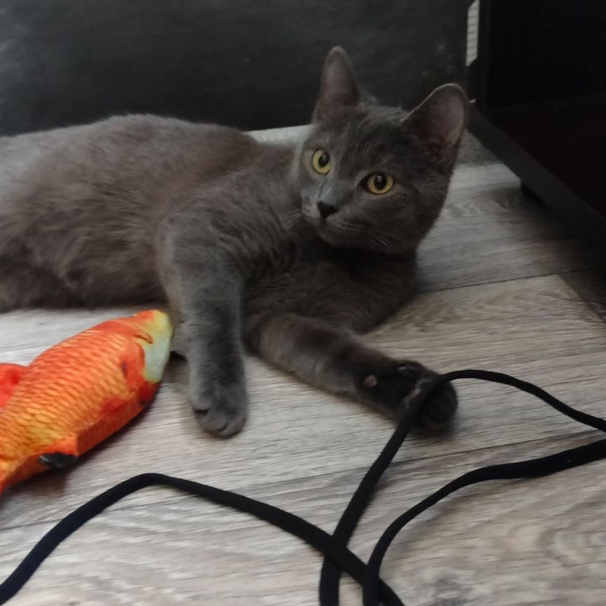 Котенок в добрые руки