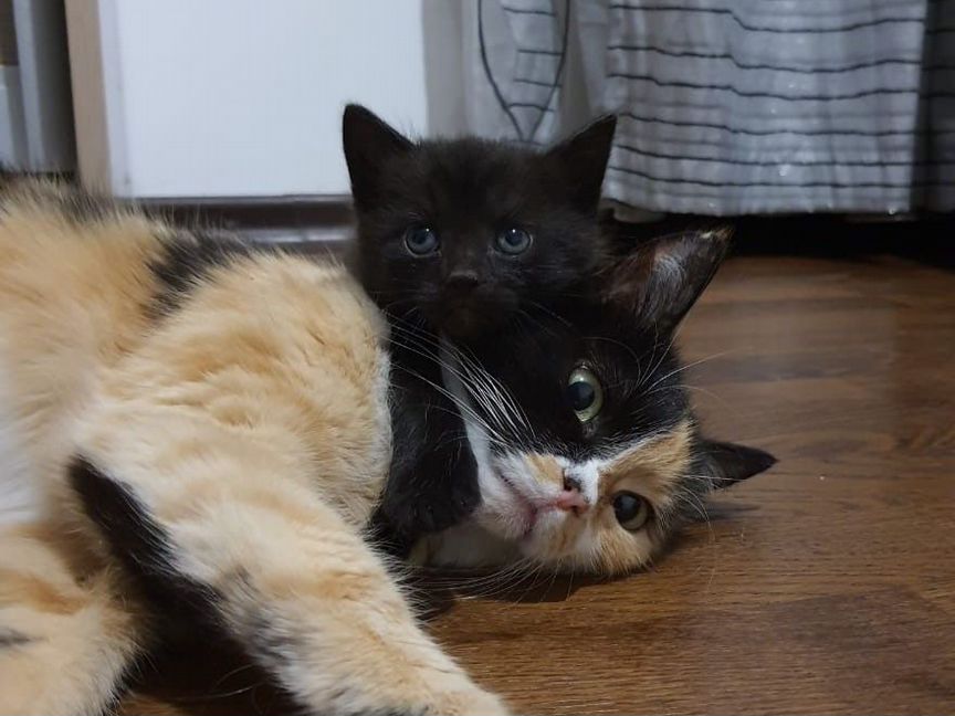 Котенок от кошки крысоловки