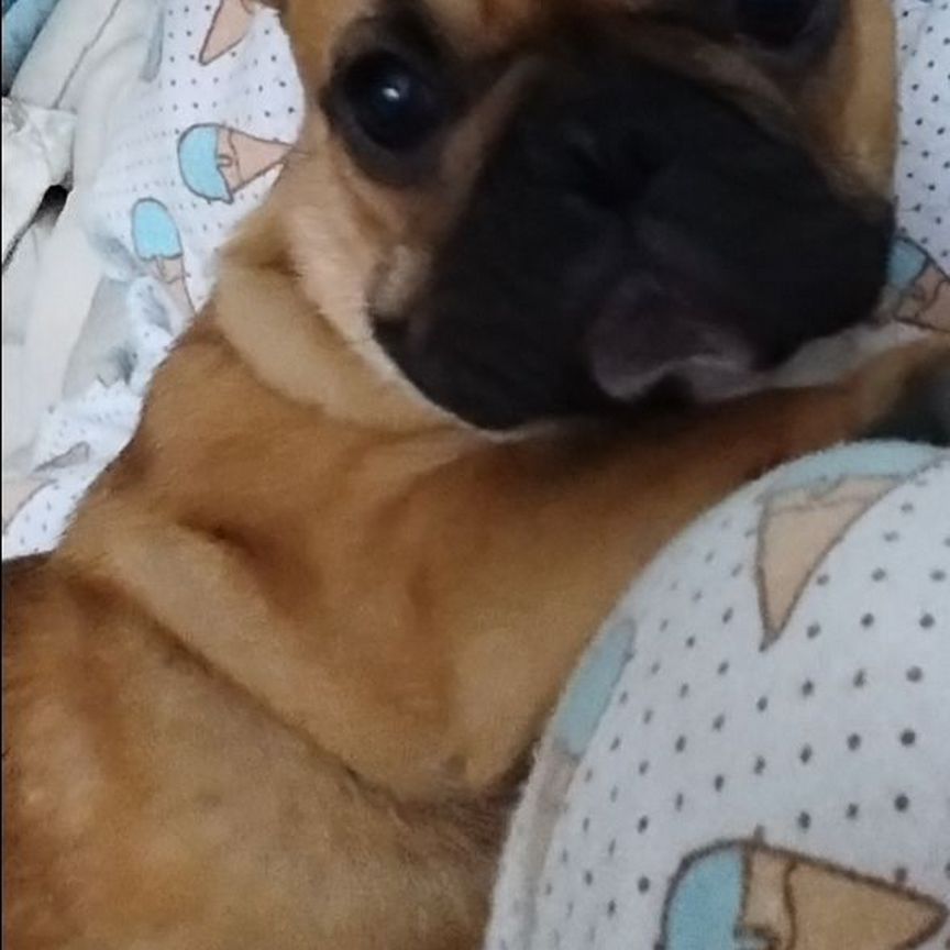 Французский бульдог мини