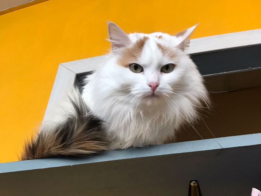 Аманда. Из потерянного скелета - в королеву