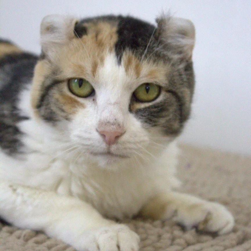 Кош