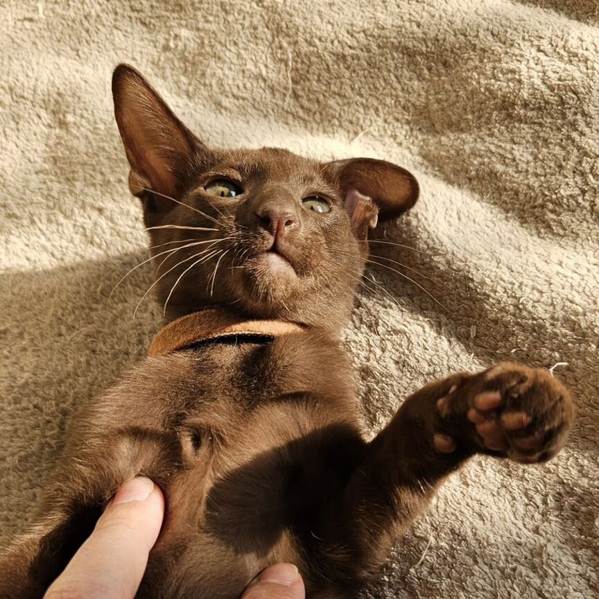 Шоколадный орик мальчик